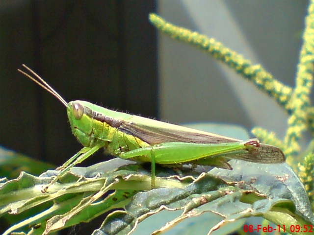Klasifikasi Belalang Hijau Oxya chinensis